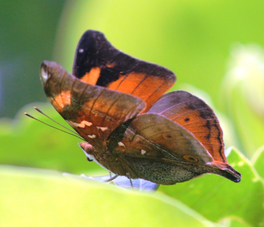 Butterfly Conservatory Of Goa