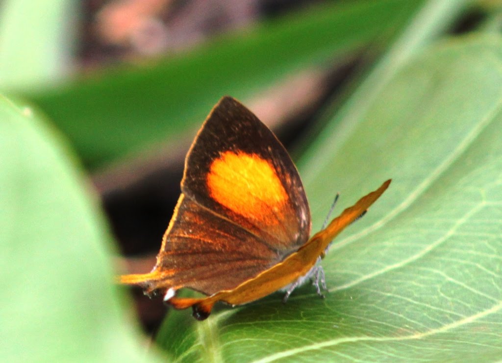 Butterfly Conservatory Of Goa