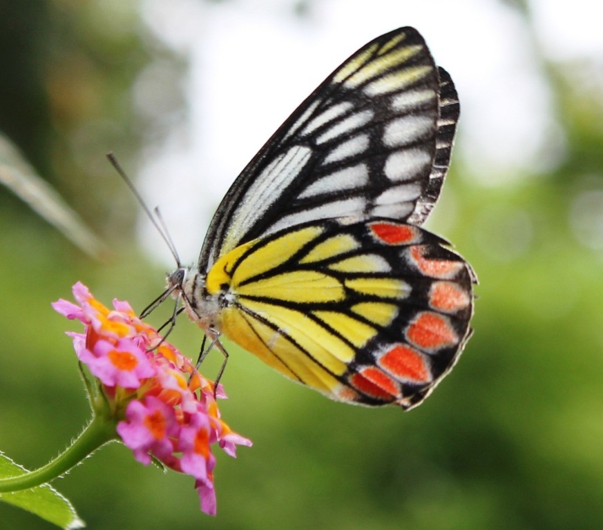 Butterfly Conservatory Of Goa