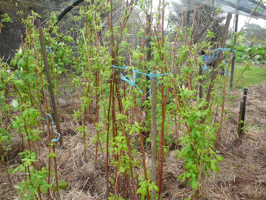 The Preserving Patch: Mulching in the moisture