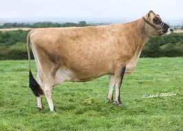 JENIS-JENIS SAPI PERAH - Dunia Binatang