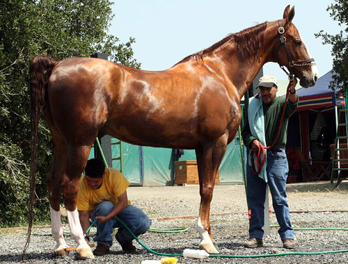Komoditas Ternak Kuda ~ KetekDekil
