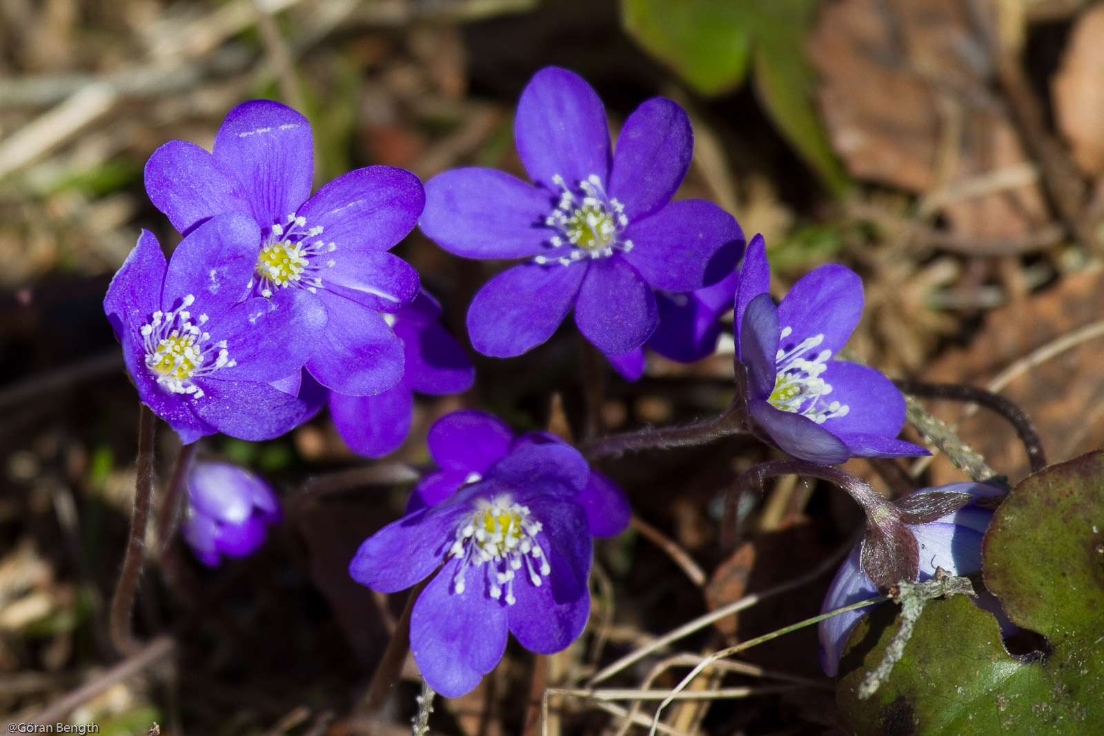 Göran Bength - foto: Billudden, Upplandskusten