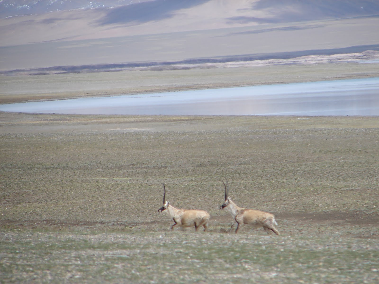 Journal: The Chiru of High Tibet: Chiru links