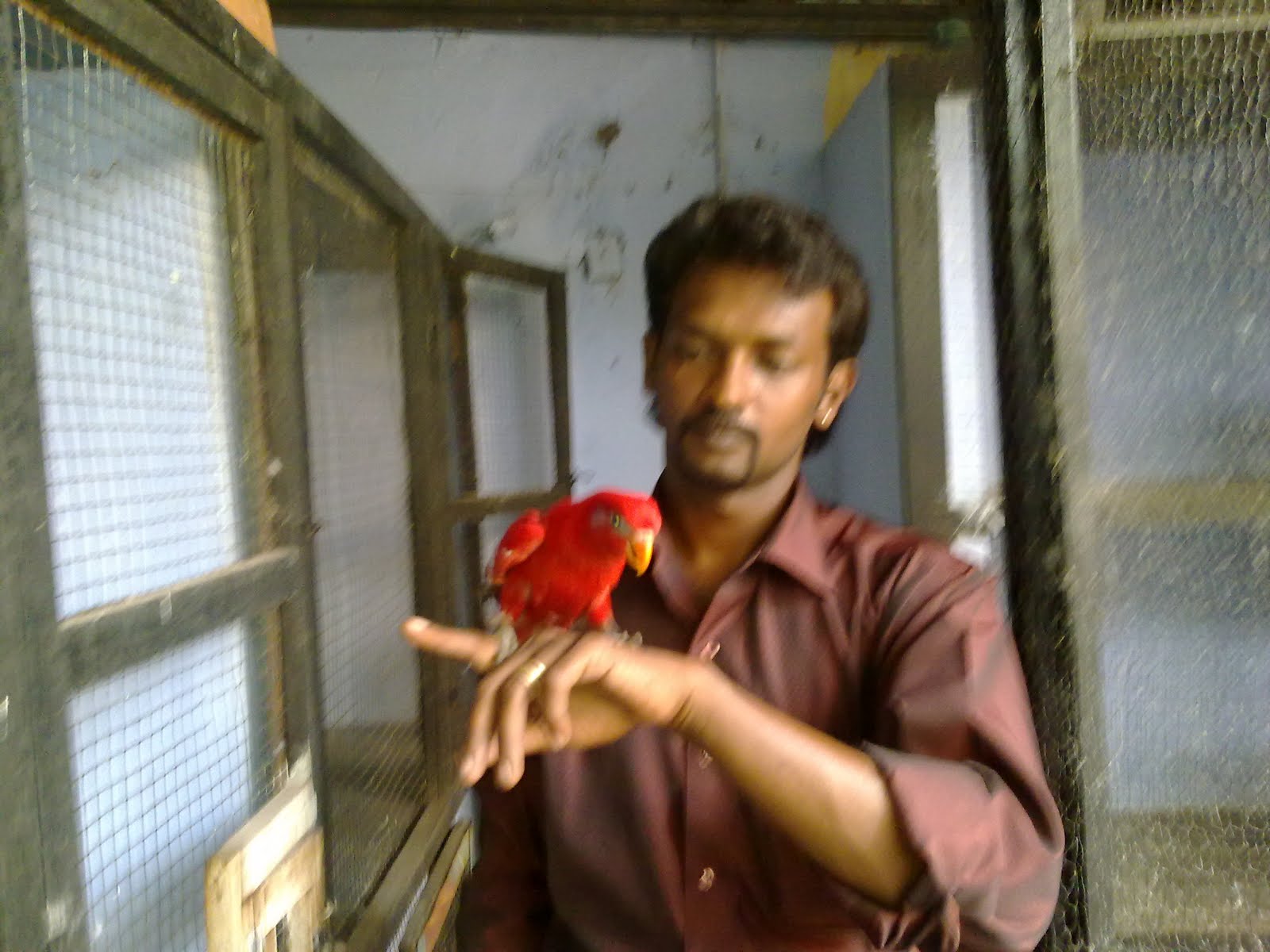 Preethi Farms (Breeders of Exotic Birds & Pets): Hand Tamed Birds for Sale.