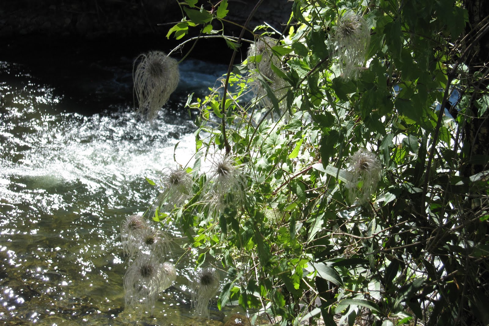 Shady Creek Lane: Idaho Springs and Rocky Mountain National Park