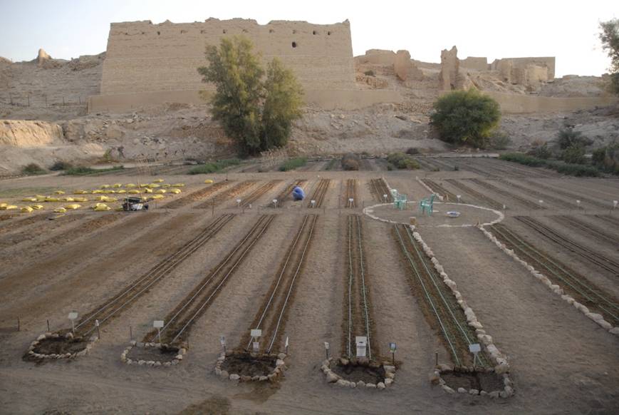Growing Ideas with Johnny's Selected Seeds: Photos: Farming in Saudi Arabia