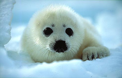 Foca bebé - Imagui