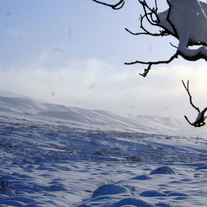 WILDERSTUDIO - artwork by Jules Cadie