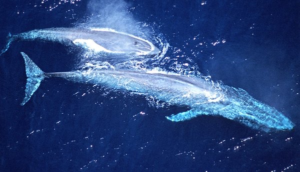 Progressive Earth: (Sad but Funny!!) Suffering Blue Whales Plead With ...