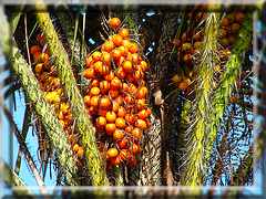 Germinar: Tucumã - também para o corpo e cabelos