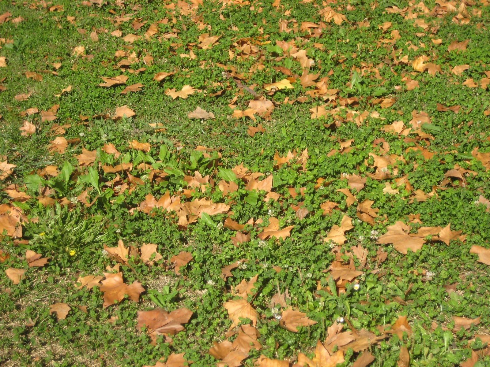 Gavetinha: FoLHas CAÍdas