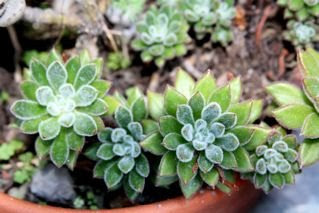 BLOG DE LAS MACETAS: Suculentas con pelitos
