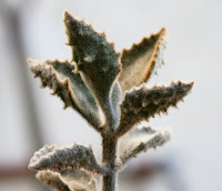 BLOG DE LAS MACETAS: Suculentas con pelitos