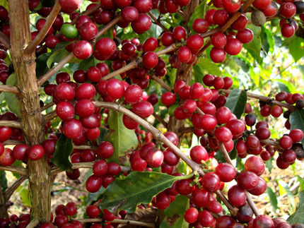 Historiando: O Café