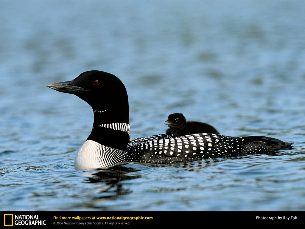 ancient wallpaper: The common loon pictures