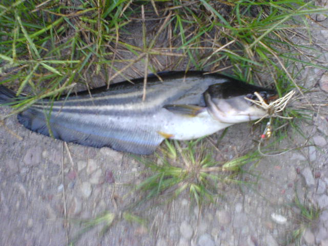 Renjer Sungai: ikan tapah..