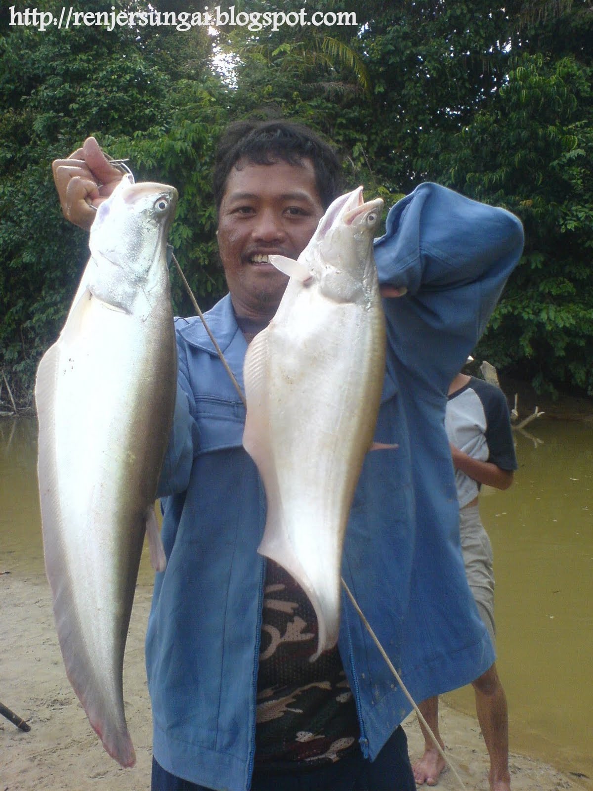 Renjer Sungai: LAGI IKAN BLIDA LUBUK BRAGOK SG BERNAM.