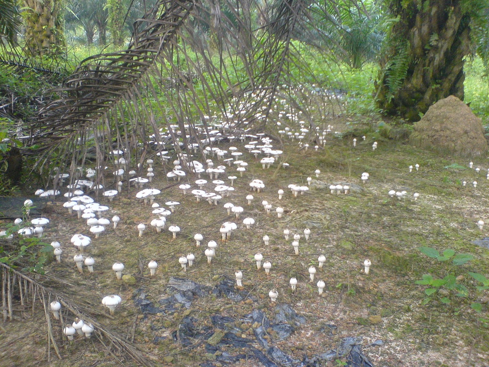 CAHAYA HIDUPKU: Goreng Sambal Cendawan Busut :)