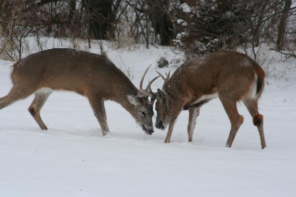Outdoor Nebraska - Nebraska Game & Parks: Deer Hunters Free Bucks With ...