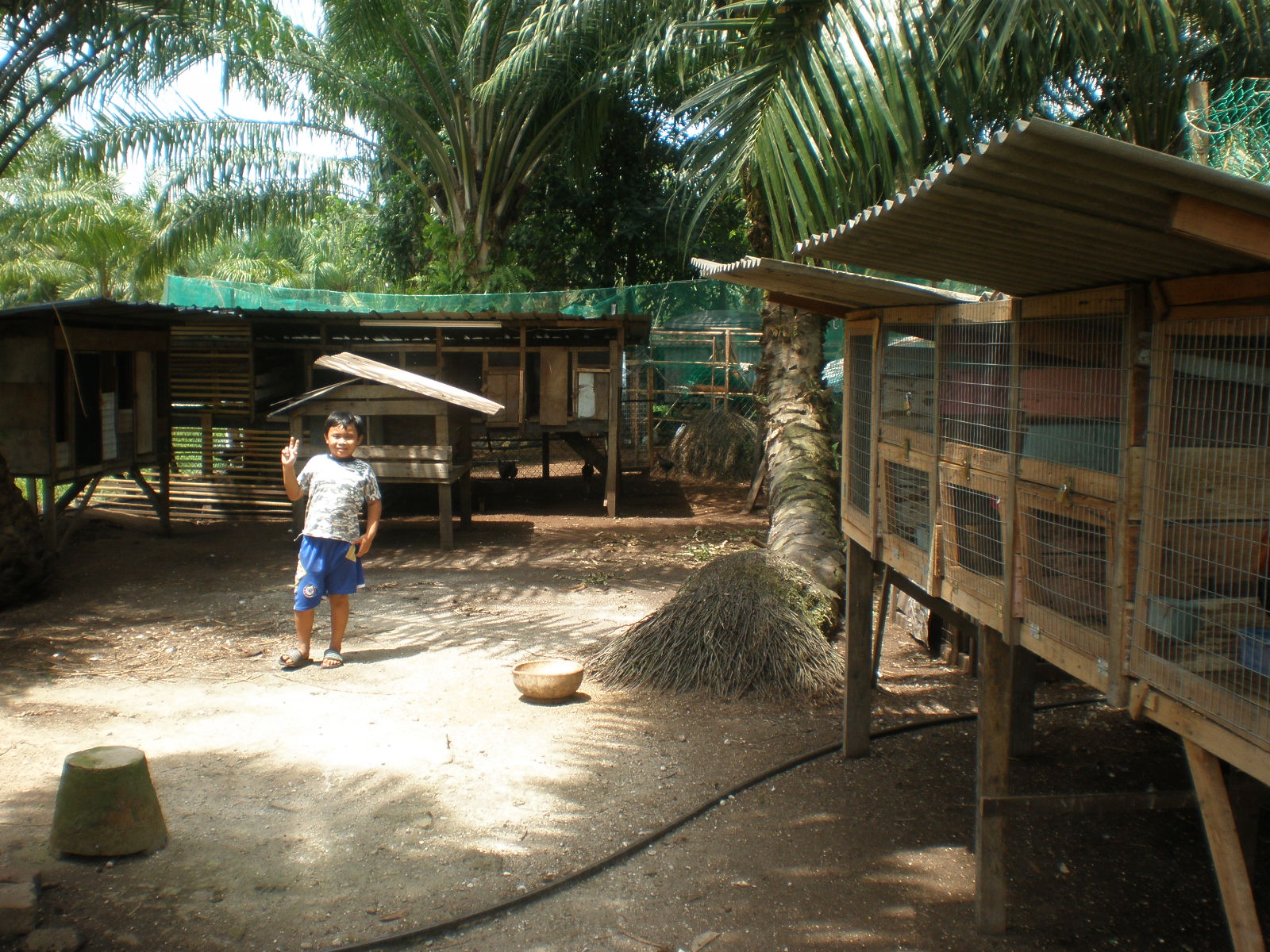 ANGGERIK AGRO FARM - BACKYARD CHICKEN FARM: PENGENALAN - ANGGERIK AGRO ...