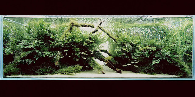More amazing aquascapes from the legend himself, Takashi Amano ...