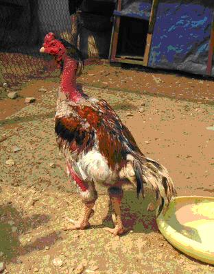 ChickenShop: Saigon Chicken