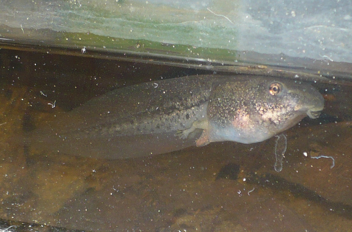 The Enchanted Tree: Two frogs, two froglets and a tadpole.