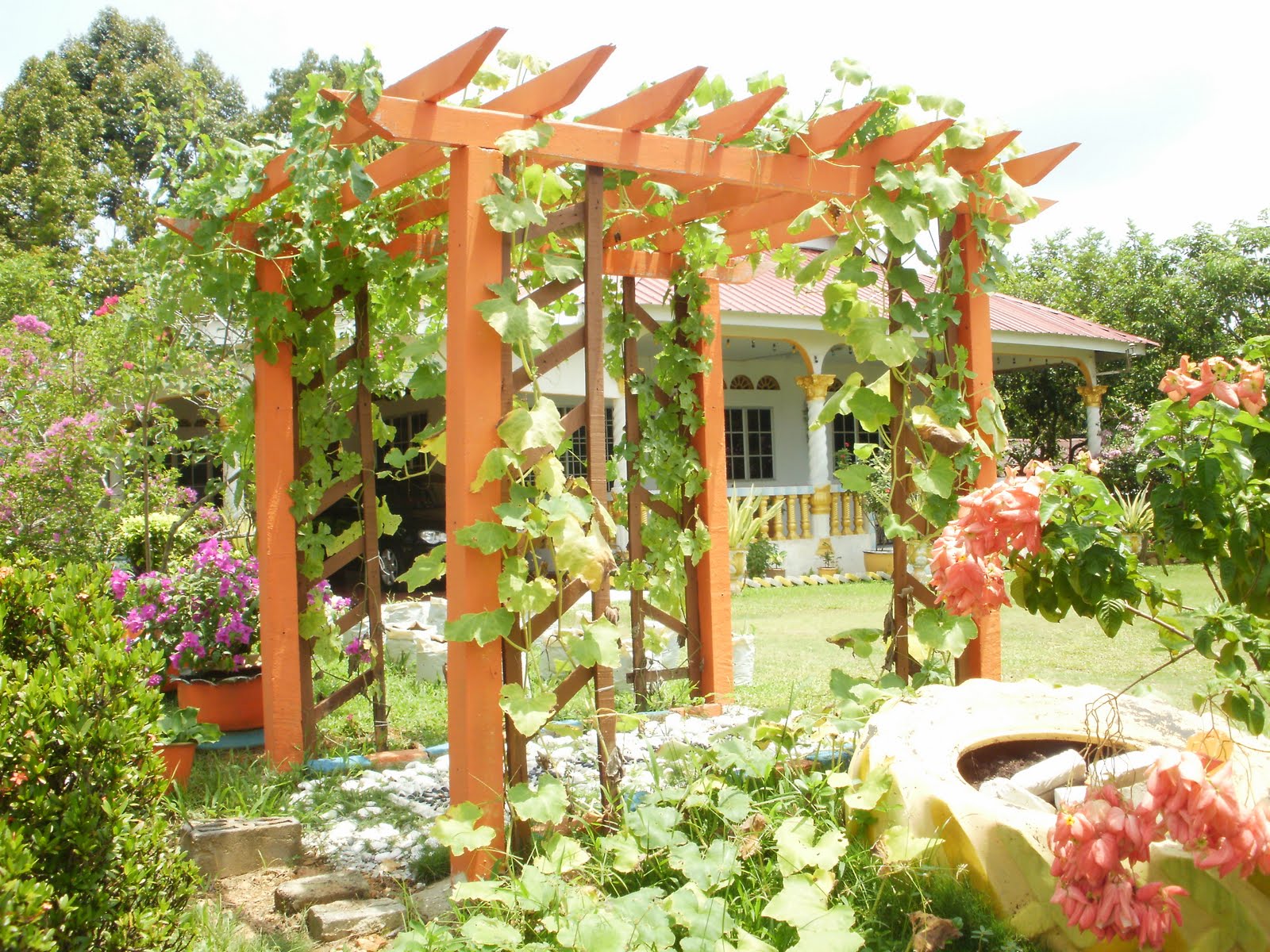 http://agrohias.blogspot.com: Tumbuhan Menjalar dan Pergola