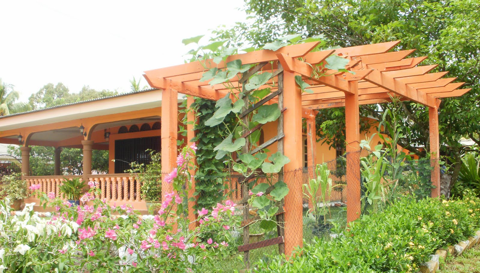 http://agrohias.blogspot.com: Tumbuhan Menjalar dan Pergola