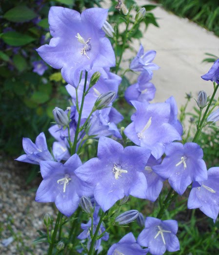 Windswept Adventure: A New Plant, A Blue Rose?