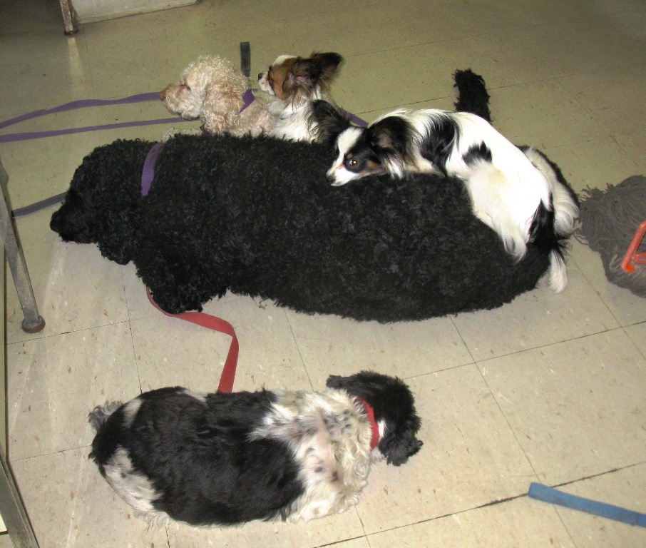 Windswept Adventure: Yet More Dog Pile Photos