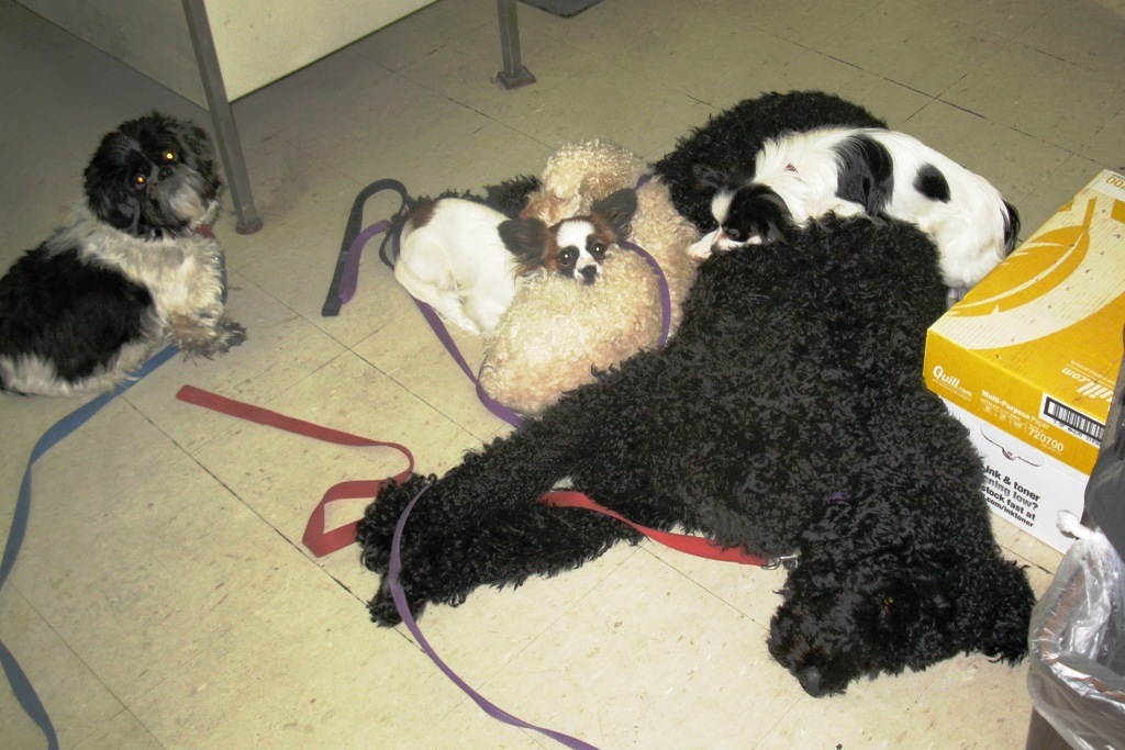 Windswept Adventure: More Dog Pile Pictures