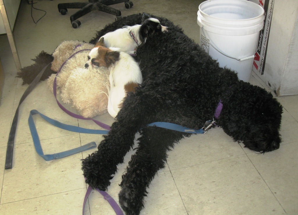 Windswept Adventure: More Dog Pile Pictures