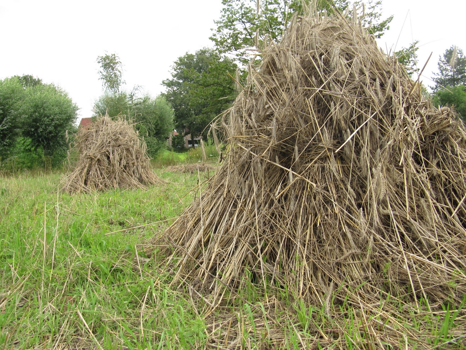 VHL Natuur: Hooimijt op het landgoed