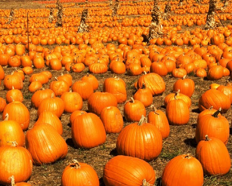 Writing to Breathe: P is for Publishers Picking Pumpkins