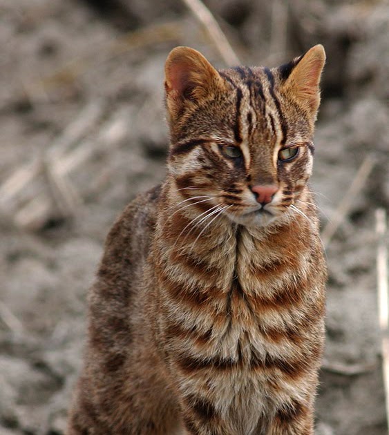 한국의 야생동물: 삵 Leopard Cat Prionailurus bengalensis