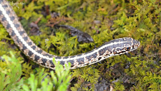 한국의 야생동물: Coluber spinalis 실뱀 Tape Snake