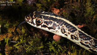 한국의 야생동물: Coluber spinalis 실뱀 Tape Snake