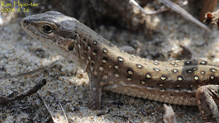 한국의 야생동물: Eremias argus PETERS, 1869 표범장지뱀 Tiger Lizard