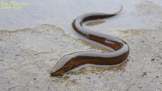 한국의 야생동물: Fluta alba 드렁허리 swamp eel