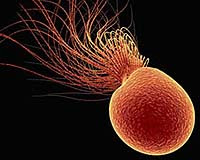 REINOS PROCARIOTICOS: Clasificación dominio archae