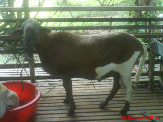 BEK2 SHOP: TERNAKAN BIRI-BIRI