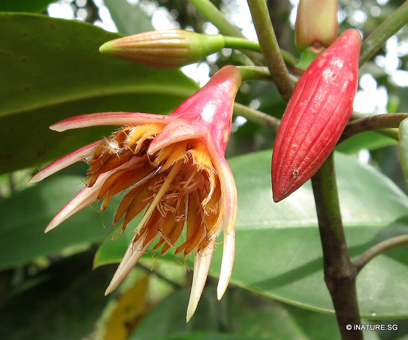 iNature Scicence Project Work: Animals, plants and insects found in ...