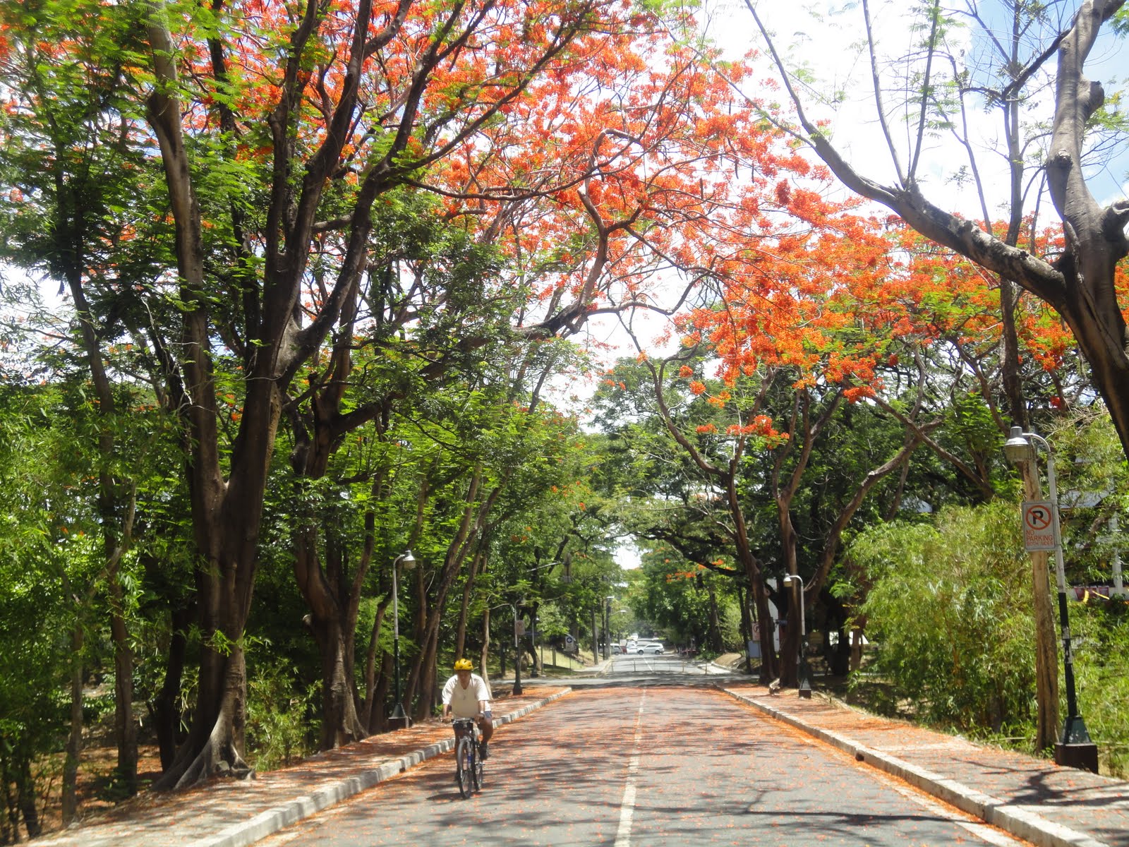 Flame trees in bloom