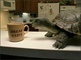 Comcast turtles and Obama? > General Discussion > AR15.COM