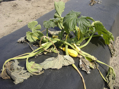 P. cap blog: Symptoms of Phytophthora blight on squash