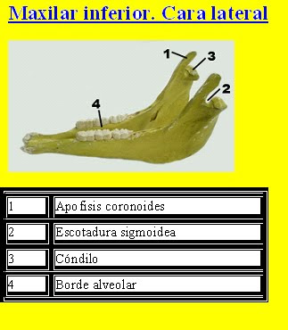 "Anatomía Topográfica UV2010": REGION DE LA CABEZA (publicado por karla)