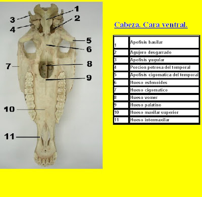 "Anatomía Topográfica UV2010": REGION DE LA CABEZA (publicado por karla)