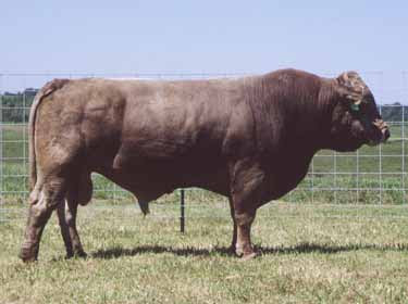 McBee Cattle Company: Braunvieh Program